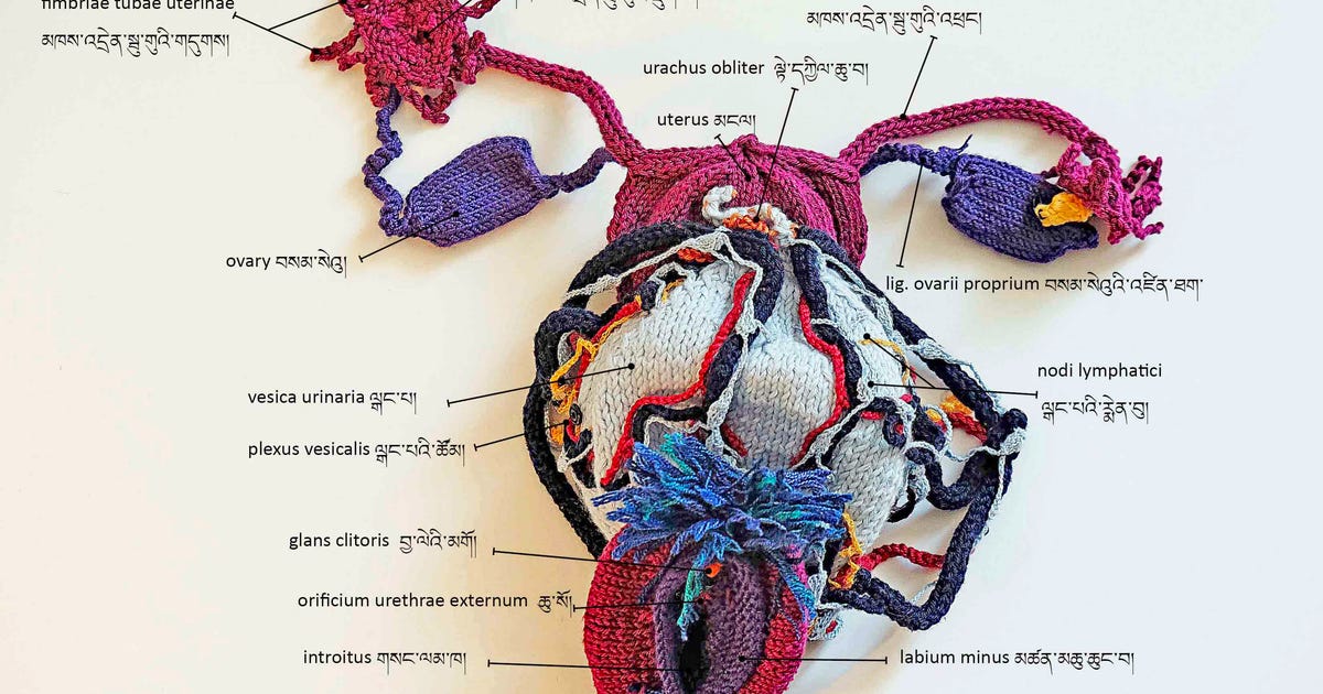 Female Urogenital System Knitted Anatomy