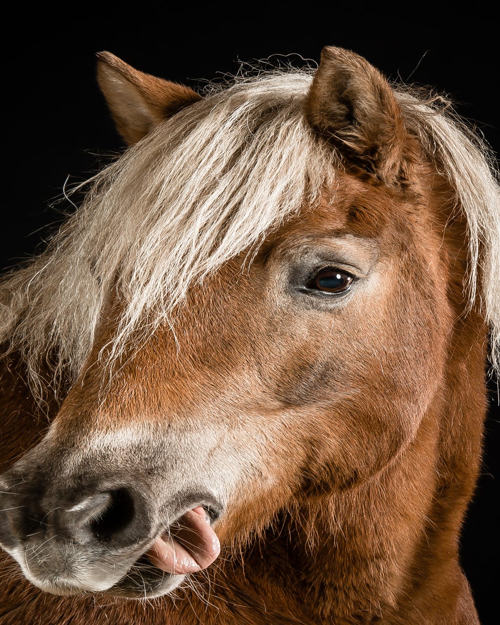 Reitschule | Reitstall Gut Warxbüttel Reitschule | Reitstall Gut Warxbüttel
